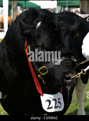 British Blue bull, a beef breed which carries a double muscle gene ...