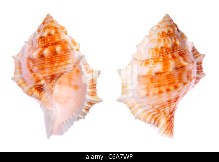 Common Frog shell (Bufonaria rana) c5.5cm. Region: Indo-Pacific / Japan Stock Photo - Alamy
