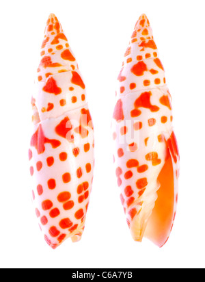 Episcopal Mitre shell (Mitra mitra) c8cm. Region: Indo-pacific Stock ...