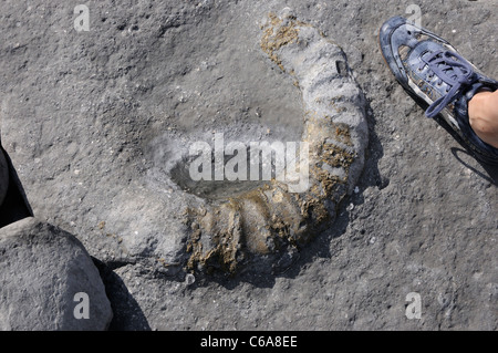 Fossil sea shells embedded in rocks Stock Photo - Alamy