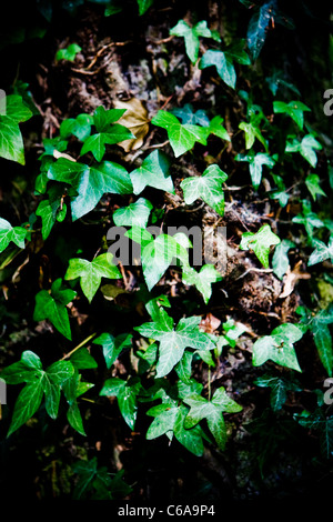 Ivy (Hedera) roots around a tree trunk Stock Photo - Alamy