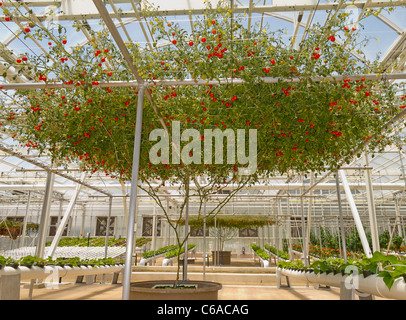 Tomatoes growing as a tree in Disney World's Living With The Land ...