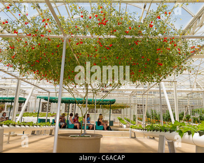Tomatoes growing as a tree in Disney World's Living With The Land ...