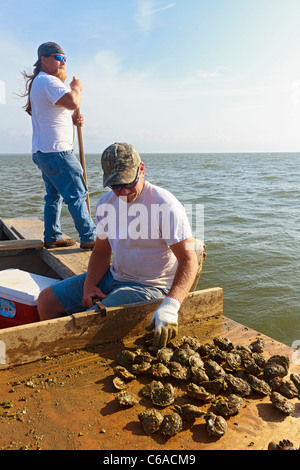 Oyster fishermen sorting oysters and working with traditional harvest ...
