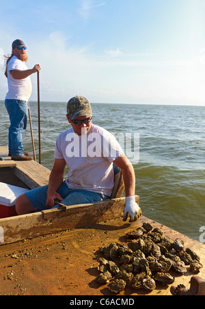 Oyster fishermen sorting oysters and working with traditional harvest ...
