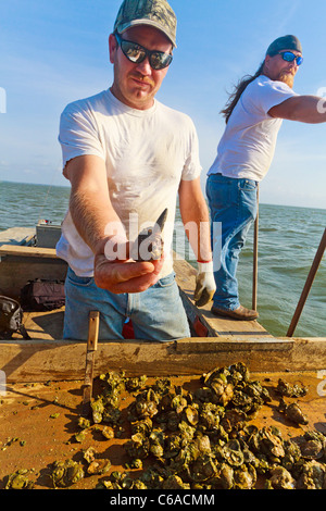 Oyster fisherman holds large bullet embedded in oyster shell Stock ...