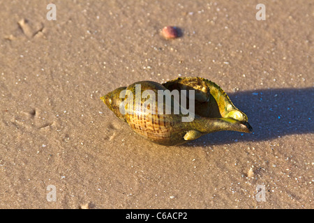 True tulip shell (Fasciolaria tulipa) on the beach at Crooked Island ...