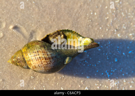 True tulip shell (Fasciolaria tulipa) on the beach at Crooked Island ...