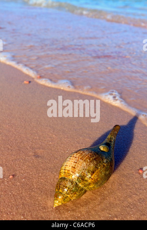 True tulip shell (Fasciolaria tulipa) on the beach at Crooked Island ...