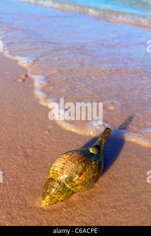 True tulip shell (Fasciolaria tulipa) on the beach at Crooked Island ...