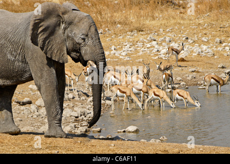 Elephant and springboks drinking at Okaukuejo waterhole, Etosha ...