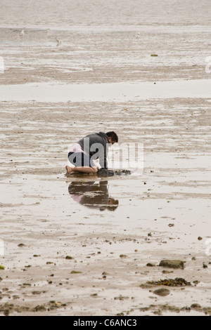 Cockle and mussel picking at Sandbanks at Poole harbour, Dorset ...