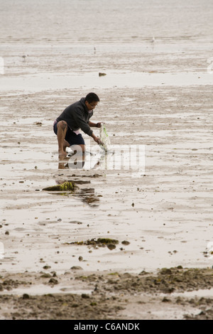 Cockle and mussel picking at Sandbanks at Poole harbour, Dorset ...