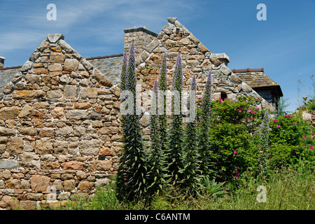 Giant Viper's bugloss, Tree Echium, Pine echium, Echium pininana ...