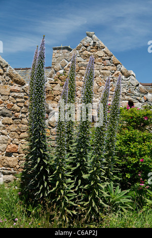 Giant Viper's bugloss, Tree Echium, Pine echium, Echium pininana ...