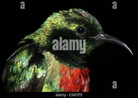 Beautiful Sunbird (Cinnyris pulchellus Stock Photo - Alamy