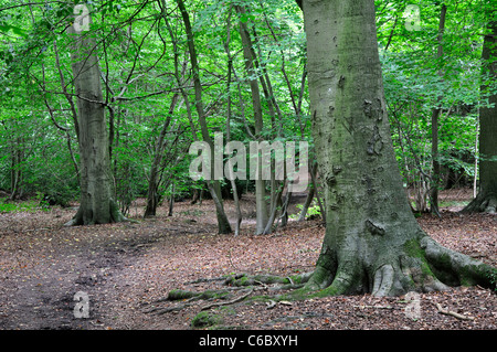 Quarry Wood/Bisham Woods, Berkshire, UK. August 2011 Stock Photo - Alamy