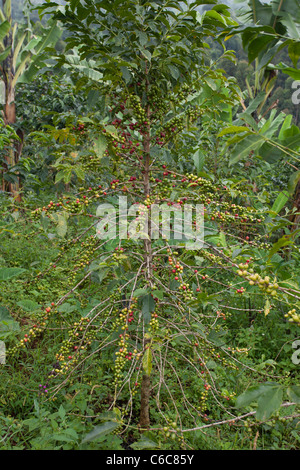 coffee tree in Uganda Stock Photo - Alamy