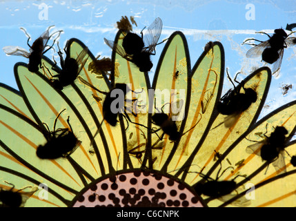 Dead Flies on Fly Trap Adhesive Window Sticker Stock Photo - Alamy