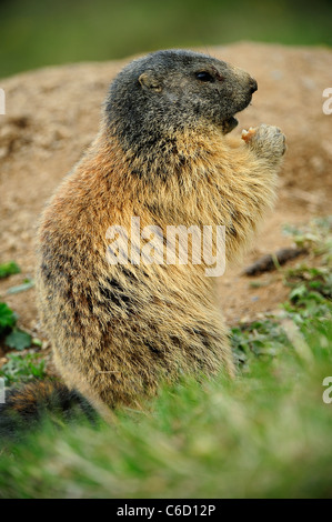 Alpine marmot (scientific name: Marmota marmota) in Beaufortain region ...