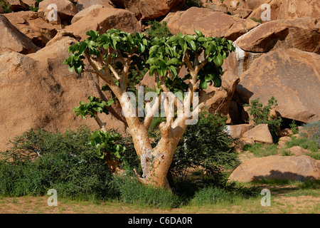 cobas tree or butter tree, succulent tree, Cyphostemma currorii ...