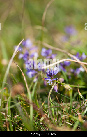 Milkwort (Polygala vulgaris) flowering bright blue beside a chalk ...