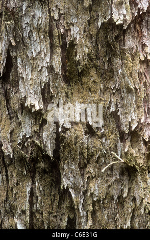 Podocarpus falcatus Podocarpus falcatus Stock Photo - Alamy