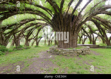 Auerworld Palace, the world's largest living structure made of willow ...