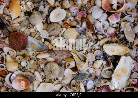 Informal natural array of many colorful seashells close up and edge to ...