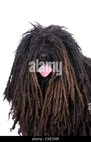 corded puli head portrait on white background Stock Photo - Alamy