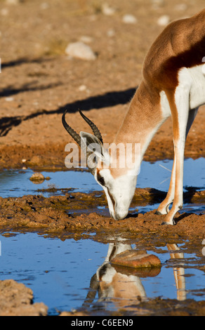 Springbok buck, Kgalagadi Transfrontier Park, (the former Kalahari ...