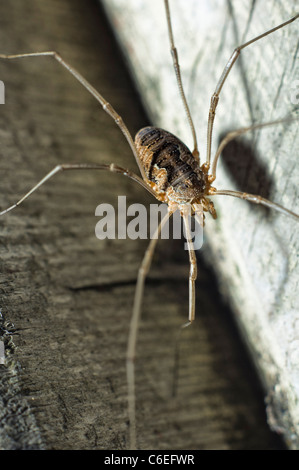 Harvestmen (Opiliones) Arachnida Stock Photo - Alamy