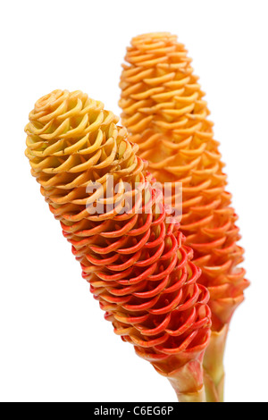 Zingiber spectabile - Exotic flower. Floral decoration Stock Photo - Alamy