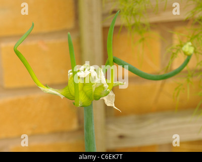 Tree onion, topsetting onion, walking onion, or Egyptian onion (Allium ...