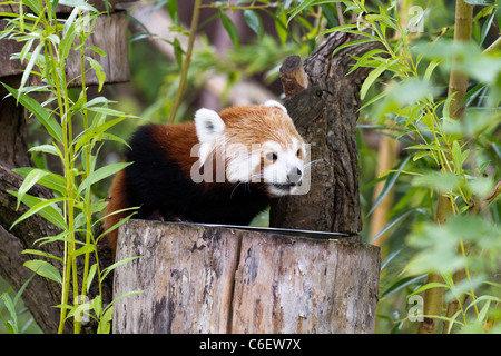 Red panda at Chester zoo Stock Photo - Alamy