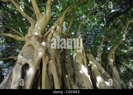 Forest fig (Ficus craterostoma) Close-up of stem formed from aerial ...