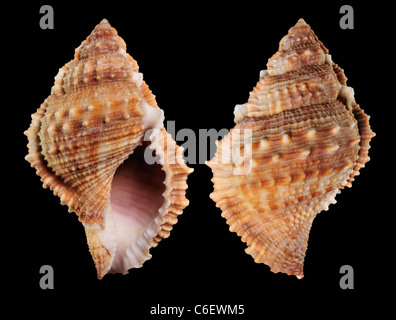 Common Frog shell (Bufonaria rana) c5.5cm. Region: Indo-Pacific / Japan Stock Photo - Alamy