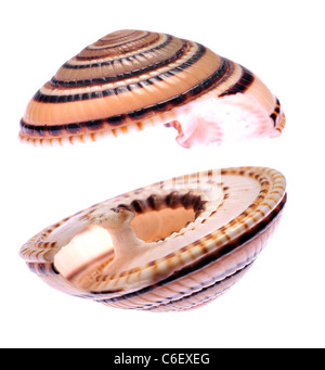 Clear Sundial shell (Architectonica perspectiva) c5cm. Region: Indo ...