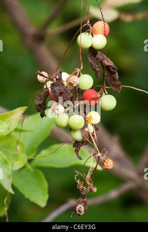 White Bryony (Bryonia dioica) berries in autumn, Ufton Fields Nature ...