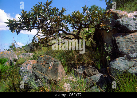 Contorted tree in Cerrado biome (Brazilian savannas), a biodiversity ...