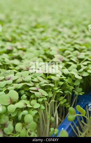 Mustard and cress Stock Photo - Alamy