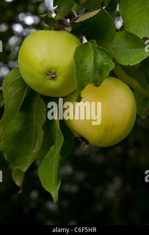 Yellow Transparent apples on the tree Stock Photo - Alamy