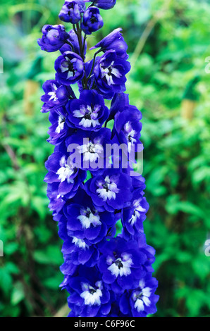Delphinium 'Blue Bird' blue delphiniums garden plant plants flower ...