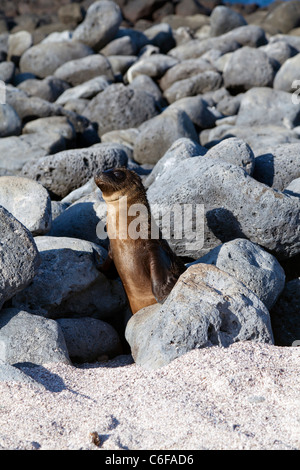 A sea lion basks in the sun in La Jolla, Calif., Wednesday, Dec. 3 ...