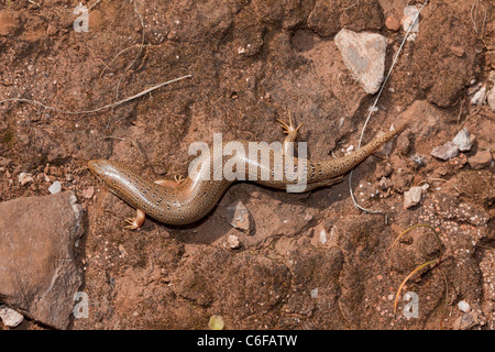 Ocellated skink Chalcides ocellatus near Cape Sounio, Greece Stock ...