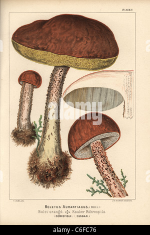 Red-capped scaber stalk (Leccinum aurantiacum), Boletaceae, under ...