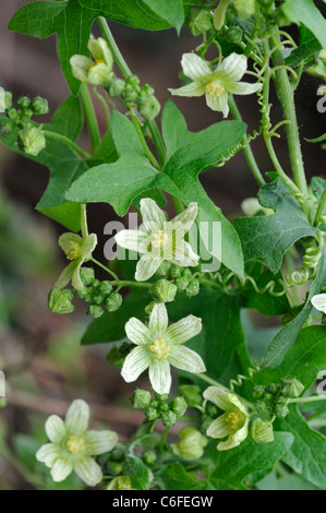 White Bryony Bryonia dioica showing berries and dead leaves Stock Photo ...