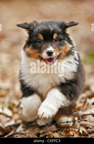 Cute Australian Shepherd dog with green frisbee on brown background ...