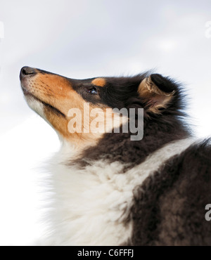 longhaired Collie Portrait Stock Photo - Alamy
