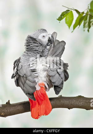 Congo Grey parrot bird, preening and shaking off water, Mandai bird ...